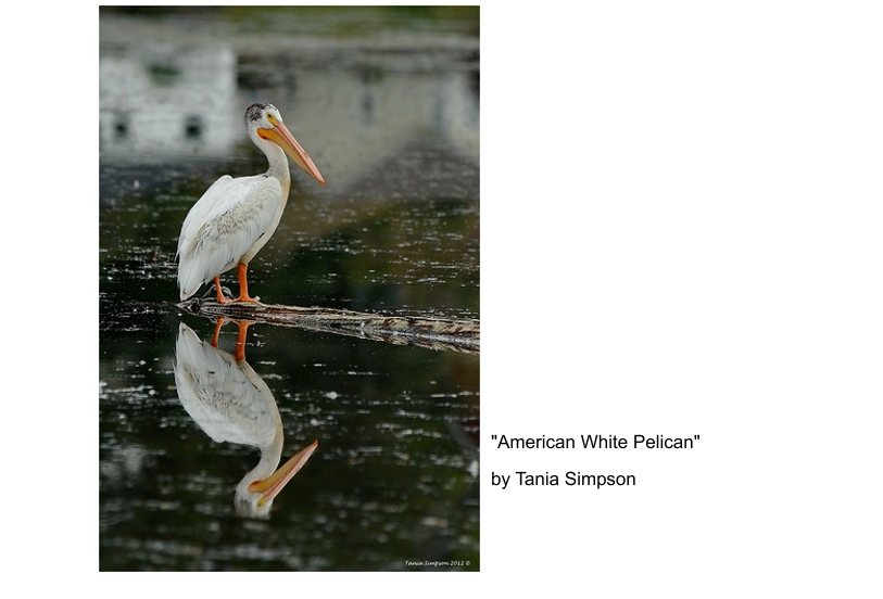 Species Profile: American White Pelican – BCWF Bog Blog