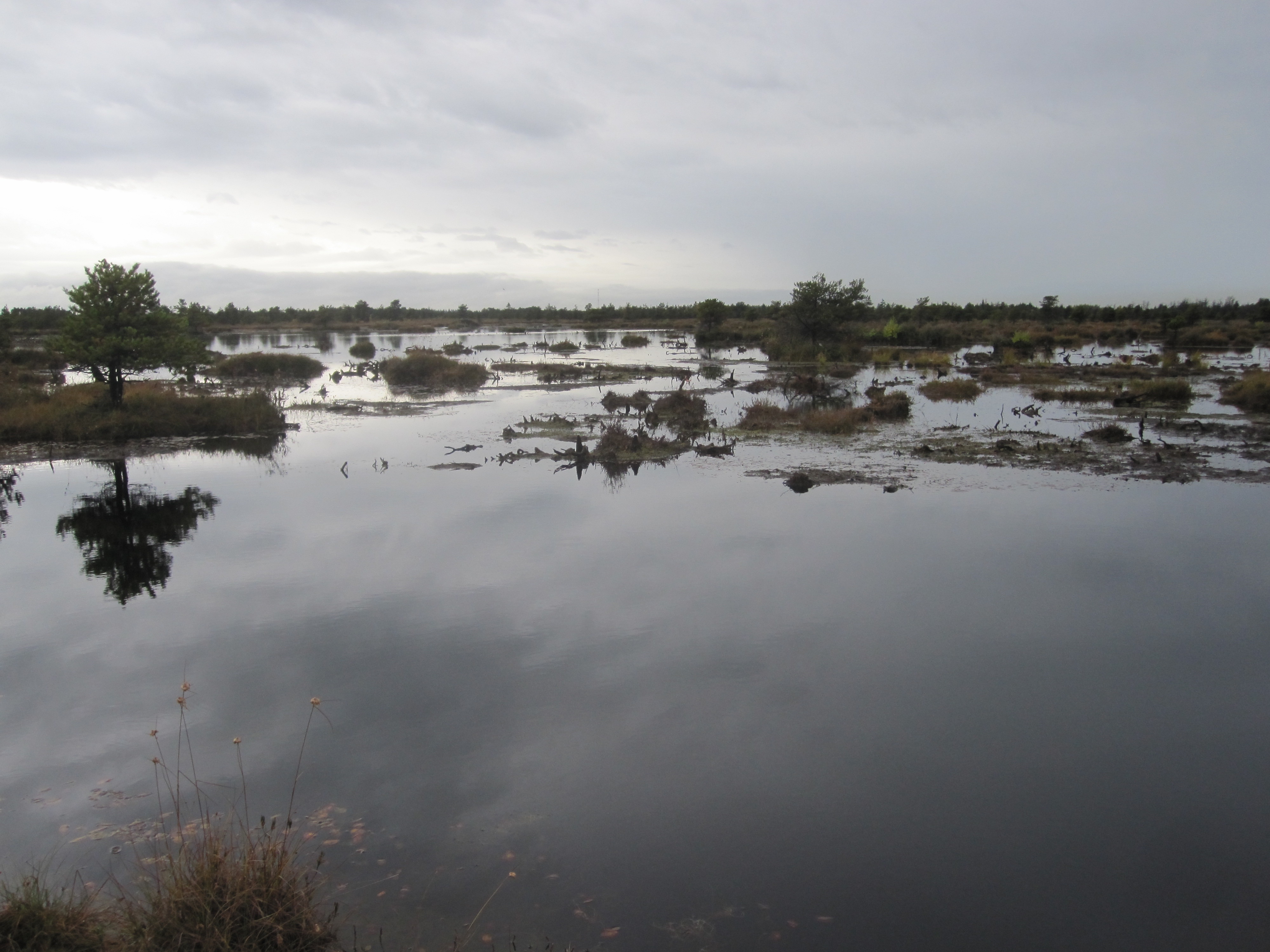 Burns Blog 2 – BCWF Bog Blog