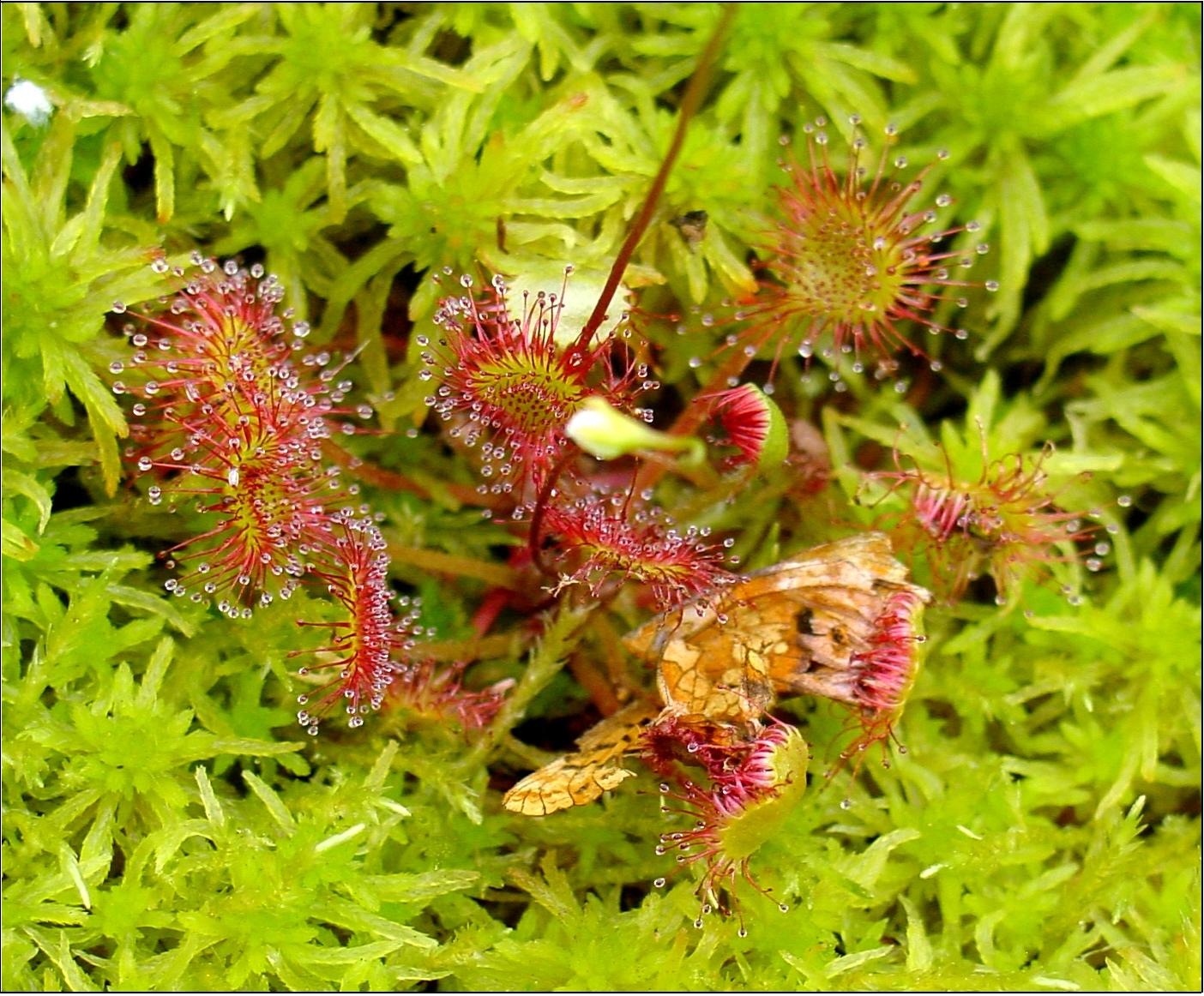 Species Profile: Round-Leaved Sundew – BCWF Bog Blog