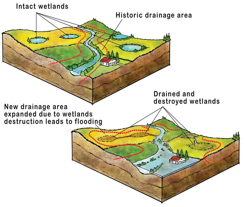 Wetlands as a Tool for Flood Control and Prevention – BCWF Bog Blog